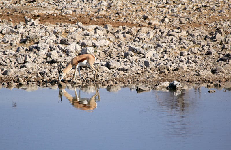 504 Springbok Life Cycle Stock Photos - Free & Royalty-Free Stock ...