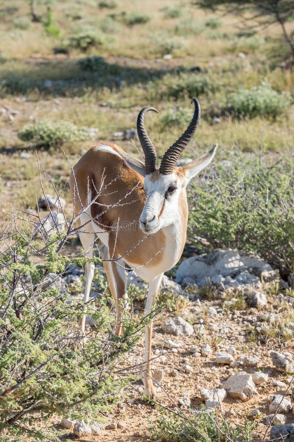 Springbok stock photo. Image of desert, wildlife, horns - 95501800