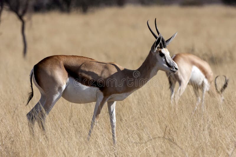 Springbok, Antidorcas Marsupialis, in the Namibian Bush Stock Photo ...