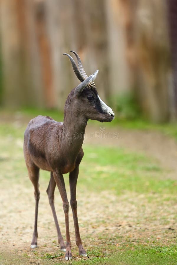 The Springbok Antidorcas Marsupialis, Pure Black Springbok Standing in ...