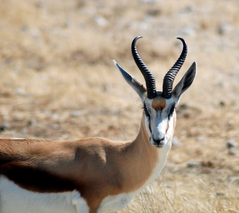 Springbok stock photo. Image of national, mammal, bush - 64483174