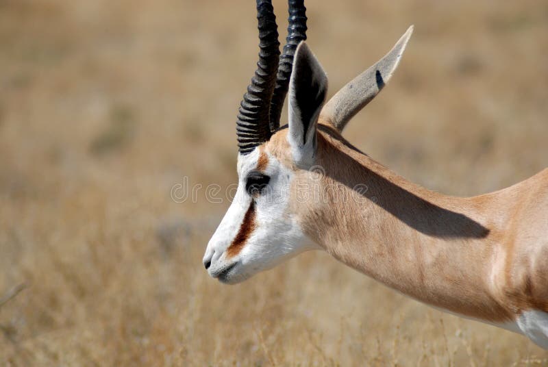 Springbok stock photo. Image of mammal, africa, national - 64483256