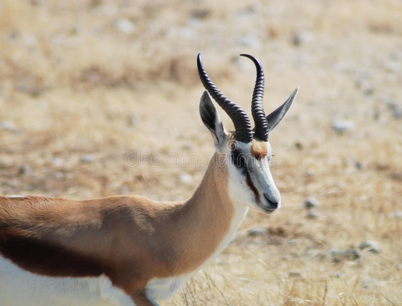 Springbok stock image. Image of park, africa, antelope - 64483259