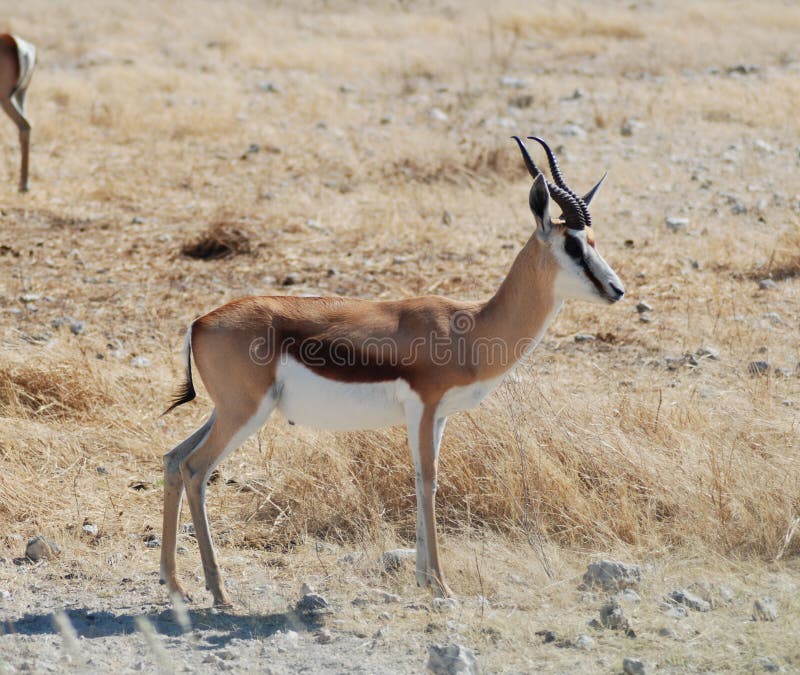 Springbok stock photo. Image of wildlife, park, mammal - 64483274