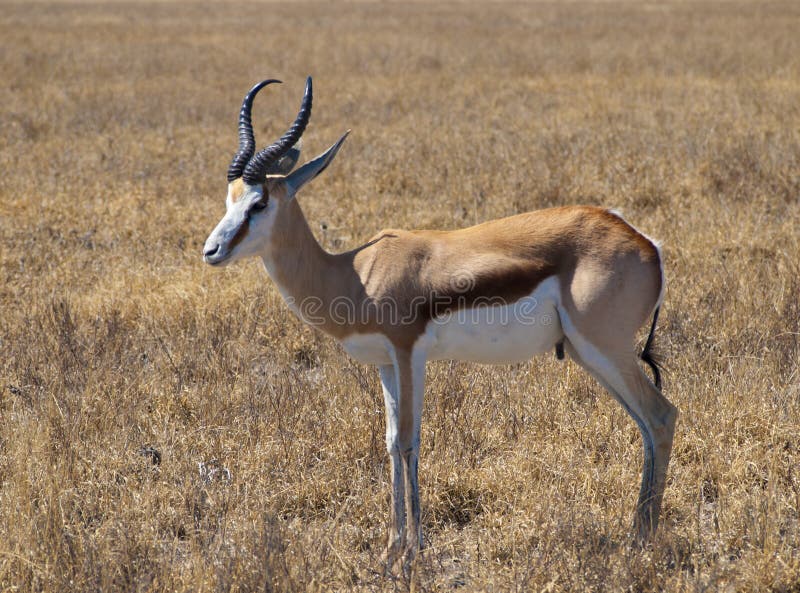 Springbok Central Kalahari Game Reserve Botswana Stock Photo - Image of ...