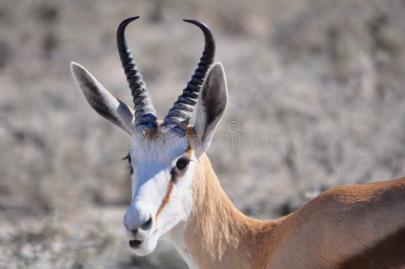 Grazing springbok stock image. Image of grazing, etosha - 75161327