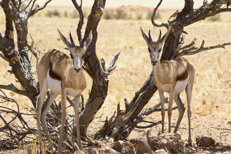 Springbok couple stock image. Image of wild, family, springbok - 22947403