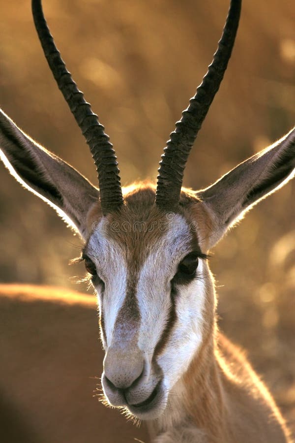 24+ Springbok head Free Stock Photos - StockFreeImages