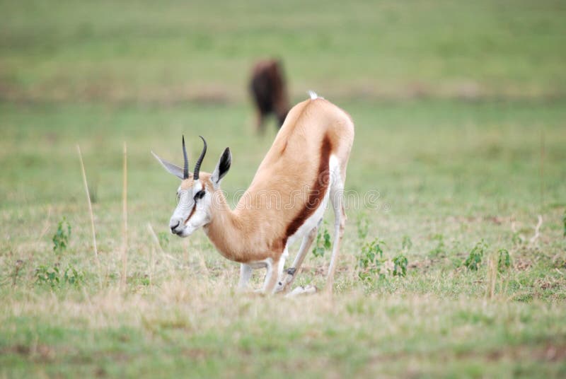 Springbok deer stock photo. Image of sideview, stripe - 7869926