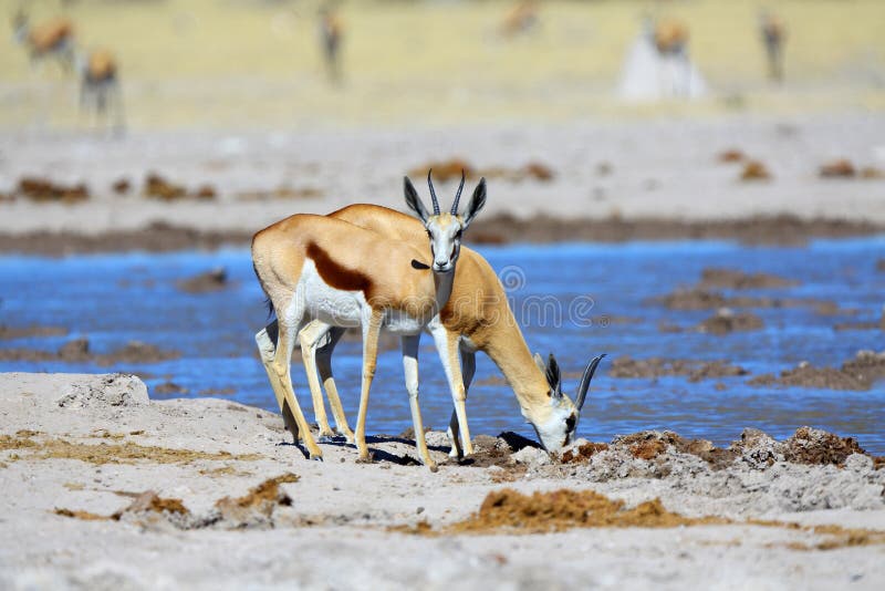 Springbok drinking water stock image. Image of waterhole - 45005653