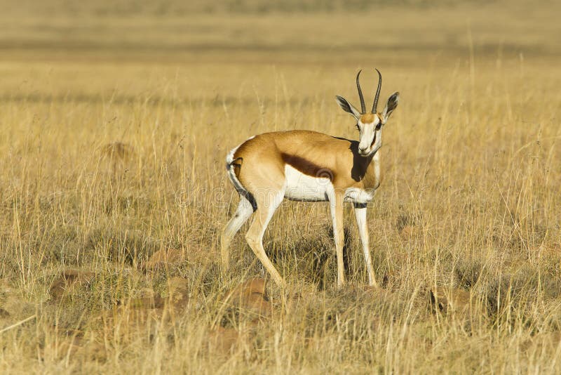 Springbok walk stock photo. Image of brown, mammal, grassland - 5319930
