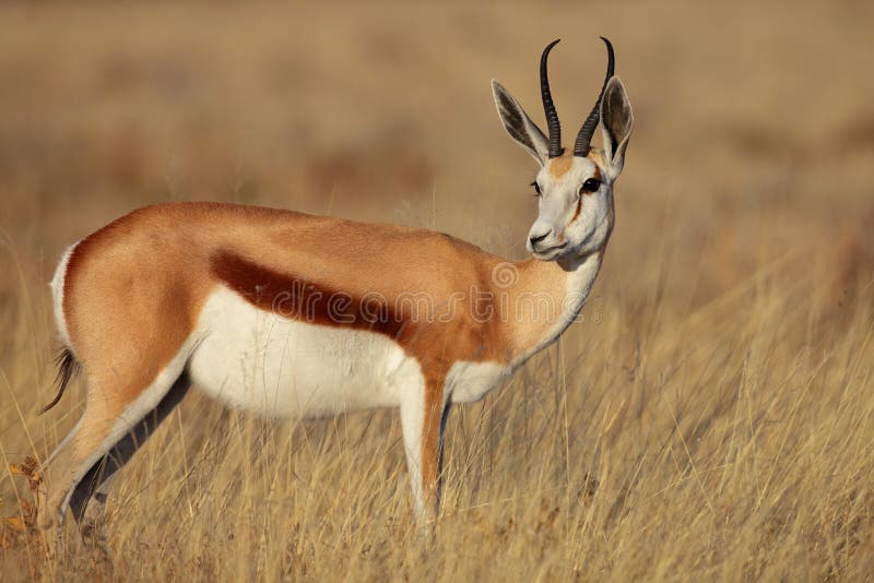 Springbok in Early Morning Light Stock Image - Image of springbok ...