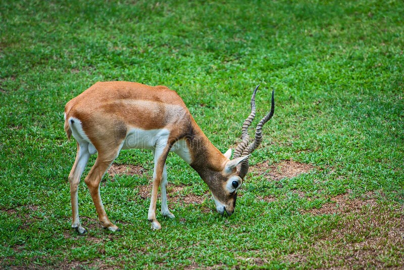 115 Springbok Eat Stock Photos - Free & Royalty-Free Stock Photos from ...
