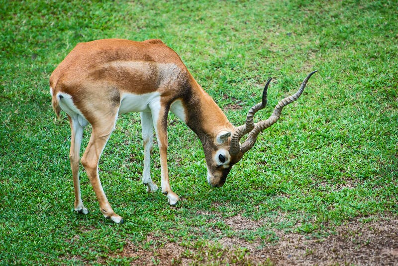 115 Springbok Eat Stock Photos - Free & Royalty-Free Stock Photos from ...