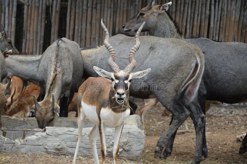 Springbok stock image. Image of animal, springbok, warm - 42537655