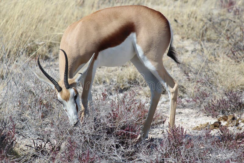 Springbok Eating in Savanna Stock Photo - Image of national, park: 83205362