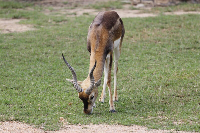 The Springbok Eatting Grass in the Garden at Thailand Stock Image ...