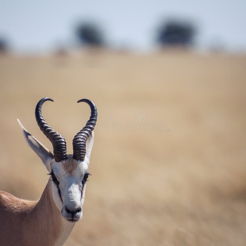 Closeup of Springbok Antidorcas Marsupialis Sticking Out Tongue Etosha ...