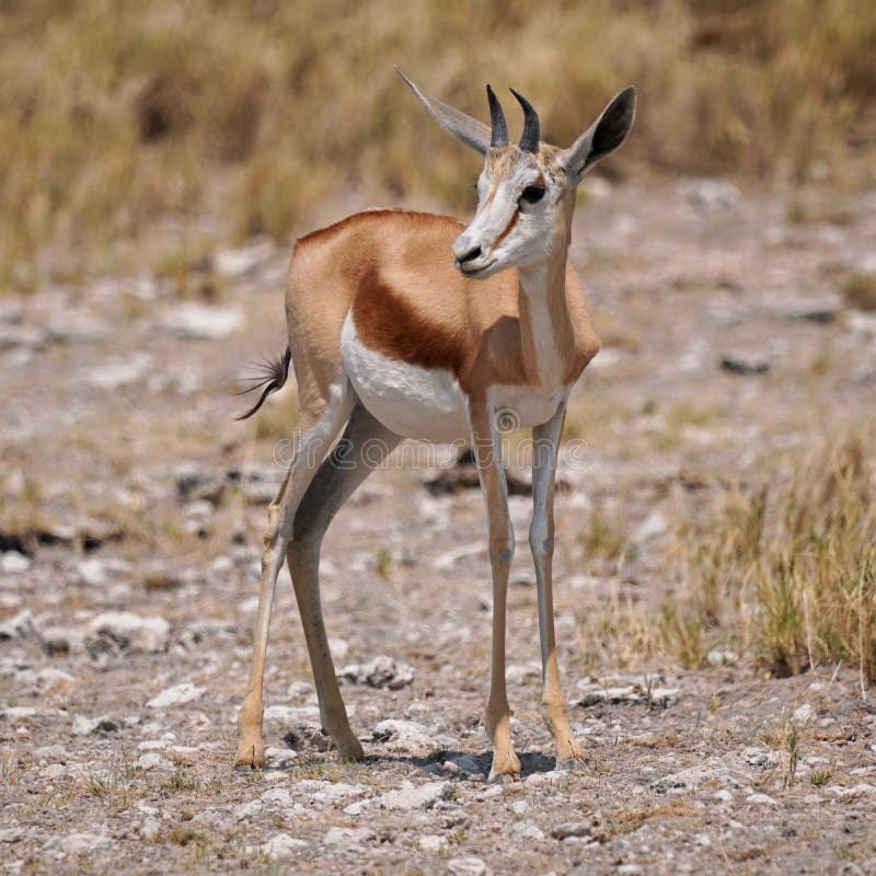 Springbok in Etosha National Park, Namibia Stock Photo - Image of grass ...