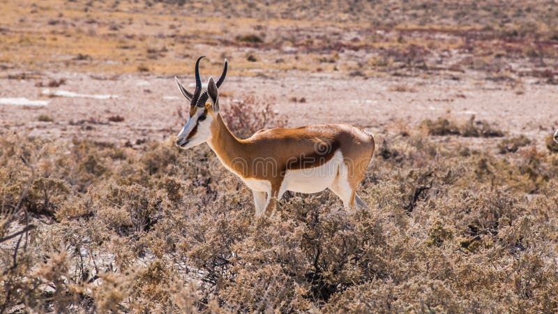 Springbok stock image. Image of eating, skin, travelling - 76735531