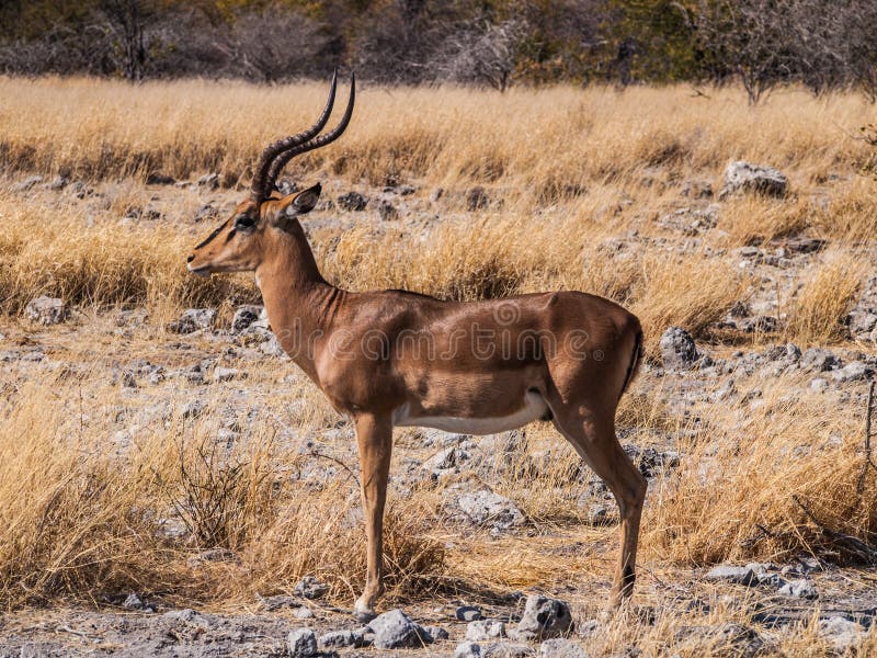 Springbok stock image. Image of eating, park, horn, safari - 77846793