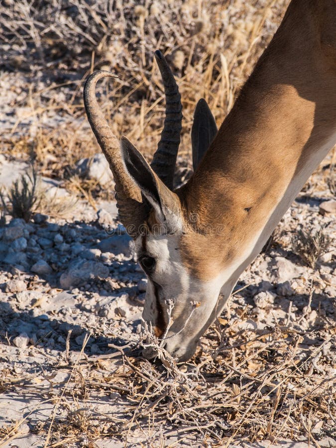 Springbok stock image. Image of wildlife, springbok, eating - 77847033