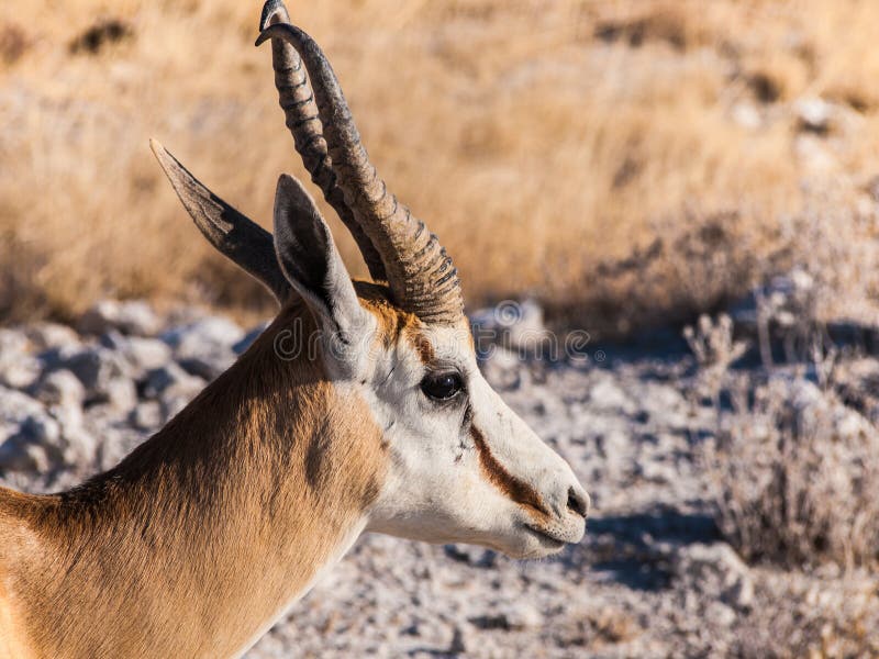 Springbok stock photo. Image of protection, nature, safari - 77899318