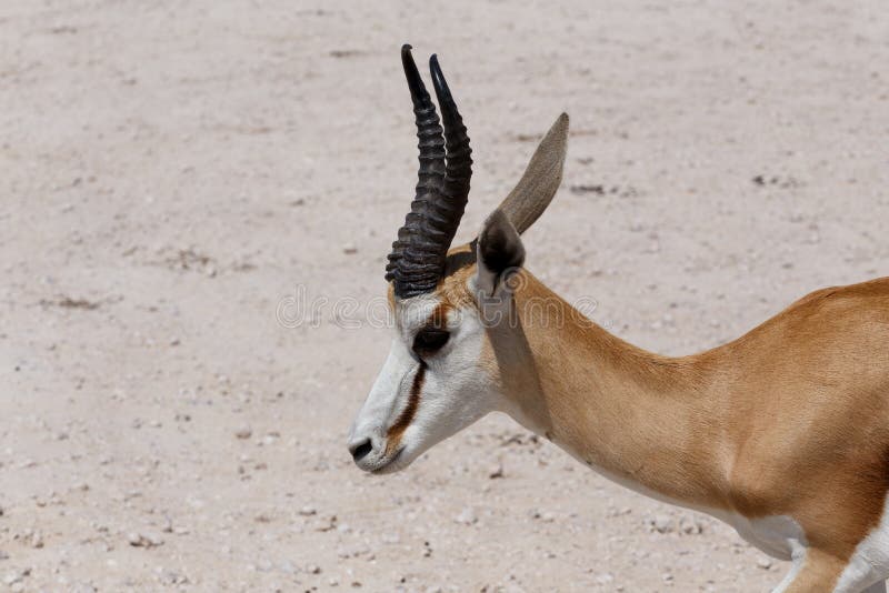 Closeup of Springbok Antidorcas Marsupialis Sticking Out Tongue Etosha ...