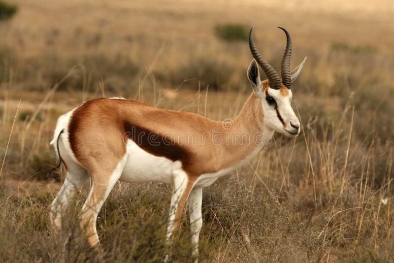 Springbok feeding on grass stock image. Image of tawny - 19180243