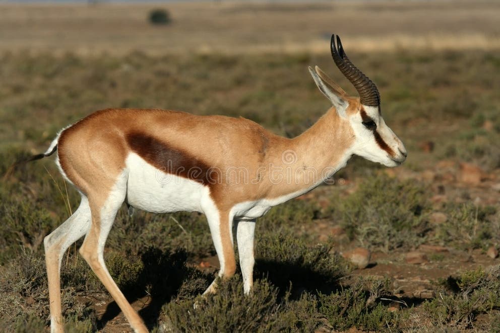 Springbok feeding on grass stock photo. Image of feeding - 19180274