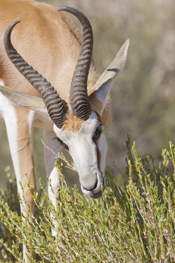 Springbok feeding time stock image. Image of fauna, flora - 3987155