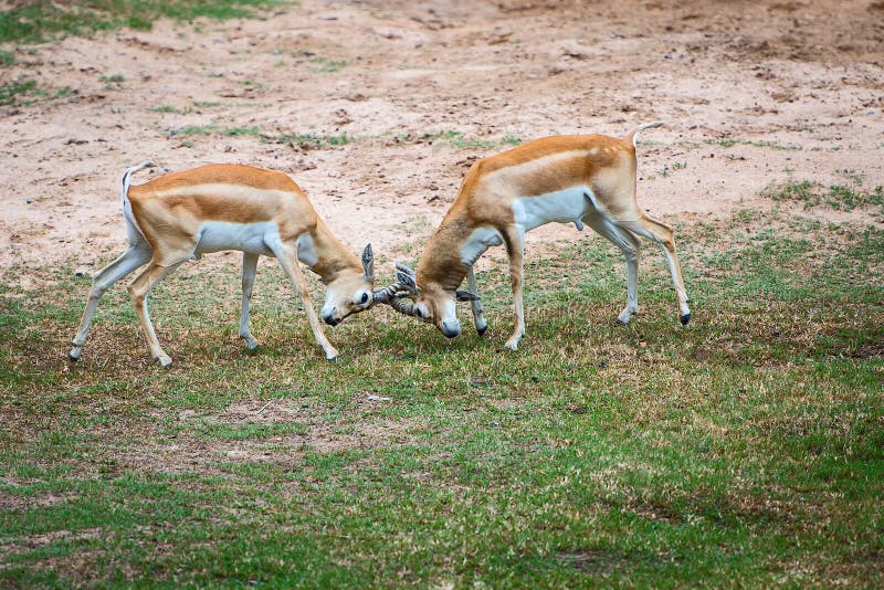 Springbok stock image. Image of antelope, grass, animal - 90776867