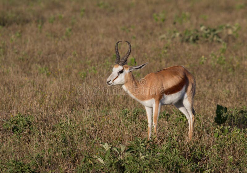 Springbok Gazelle on an African Plain Stock Image - Image of safari ...