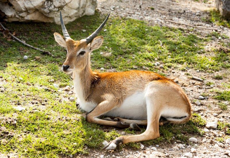 Springbok, Gazelle. the Gazelle Lies on the Lawn in the Savannah. Stock ...