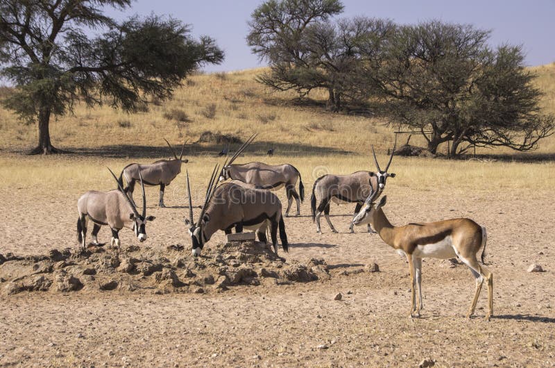 Springbok and Gemsbok Central Kalahari Game Reserve Botswana Stock ...