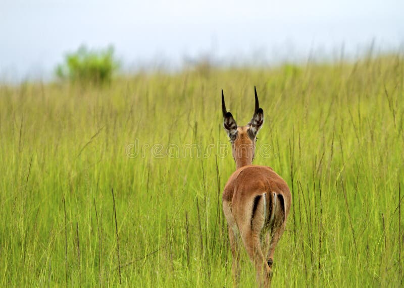 Springbok in the grasses stock image. Image of horns - 19998387