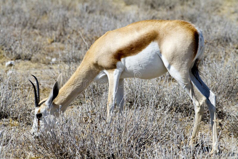 Springbok grazing stock image. Image of eating, delicate - 27848811