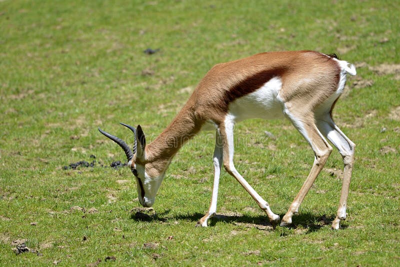 Springbok feeding on grass stock photo. Image of white - 19180274