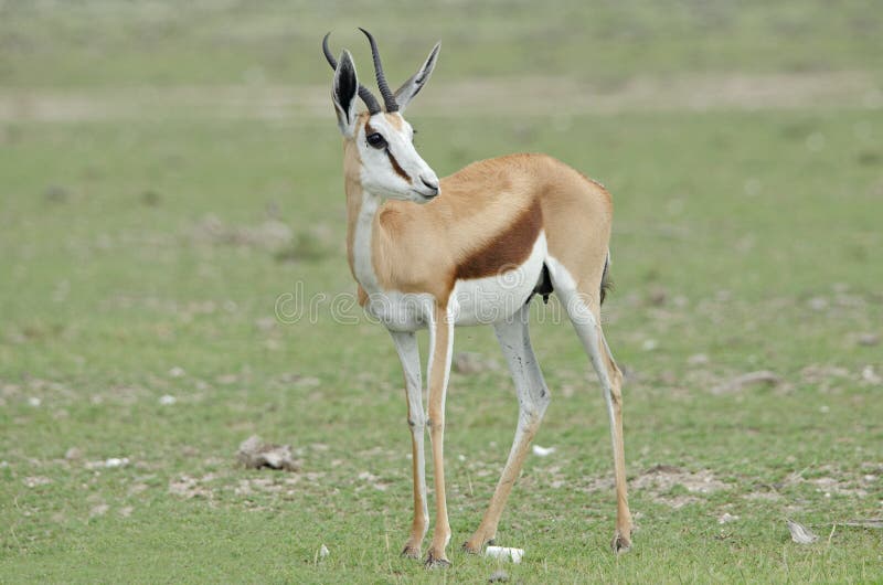 Springbok with Green Background, Etosha Stock Photo - Image of wild ...