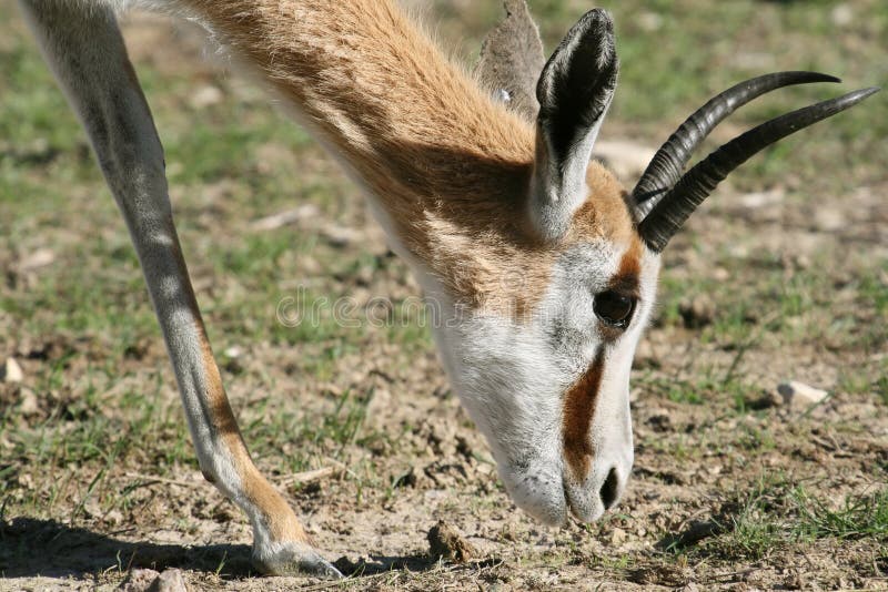 Springbok head stock photo. Image of wild, goat, animal - 1345528