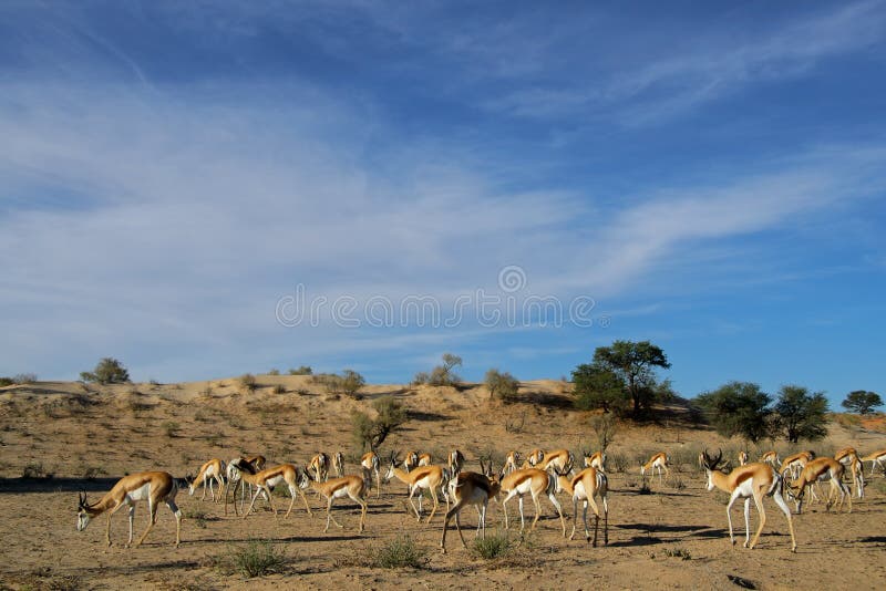 Springbok herd stock image. Image of mammal, herd, safari - 26629163