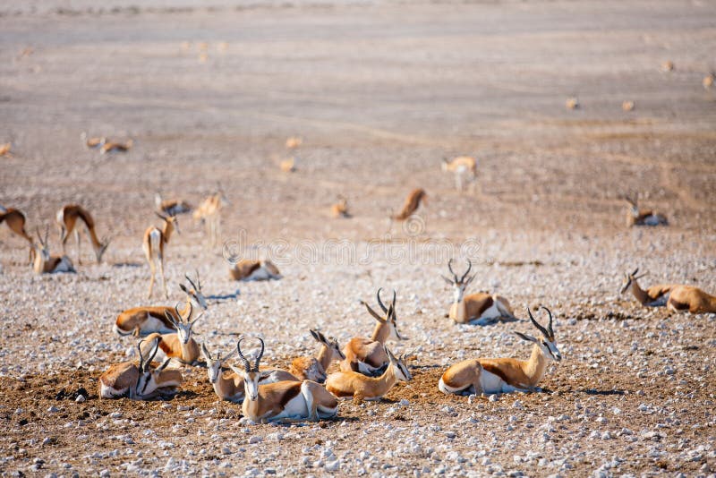 Springbok herd in Namibia stock image. Image of springbok - 154455861