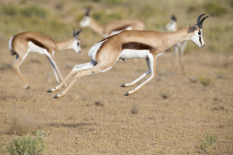Springbok Herd Prancing on a Plain in the Kgalagadi Stock Image - Image ...