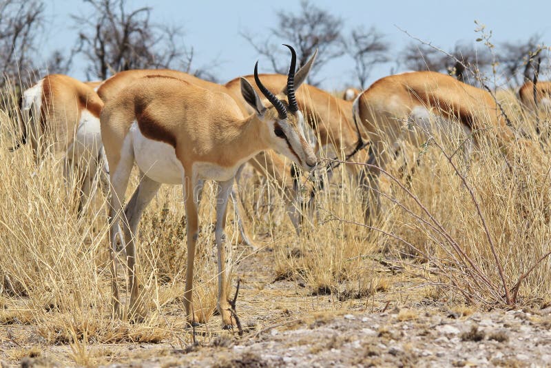 Springbok - Het Wildachtergrond Van Afrika - Het Harmonische Voeden ...