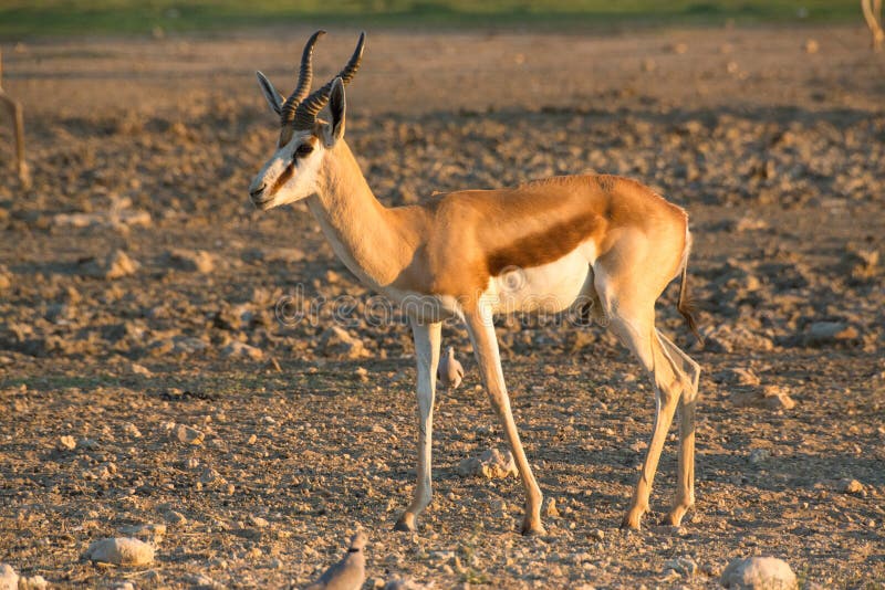 Springbok on Alert in the Namibian Savanna Stock Image - Image of ...