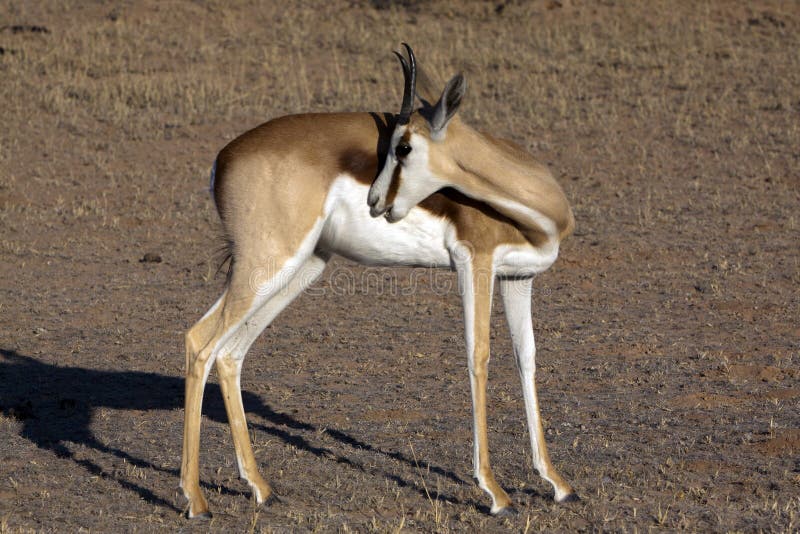 Springbok in the Kalahari stock photo. Image of tourism - 15466616