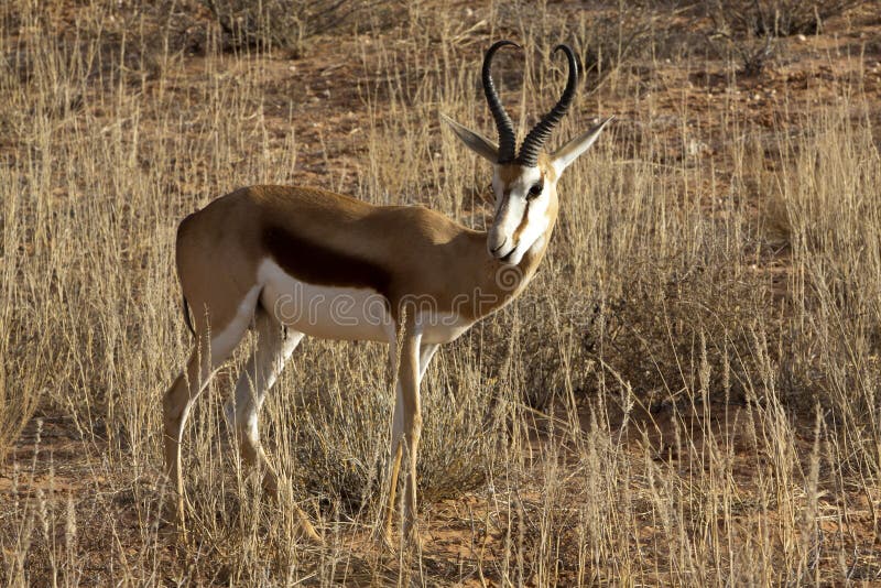 Springbok in the Kalahari stock photo. Image of travel - 15514300