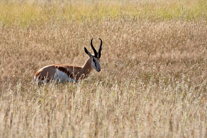 Springbok in Kalahari stock photo. Image of desert, animal - 20183146