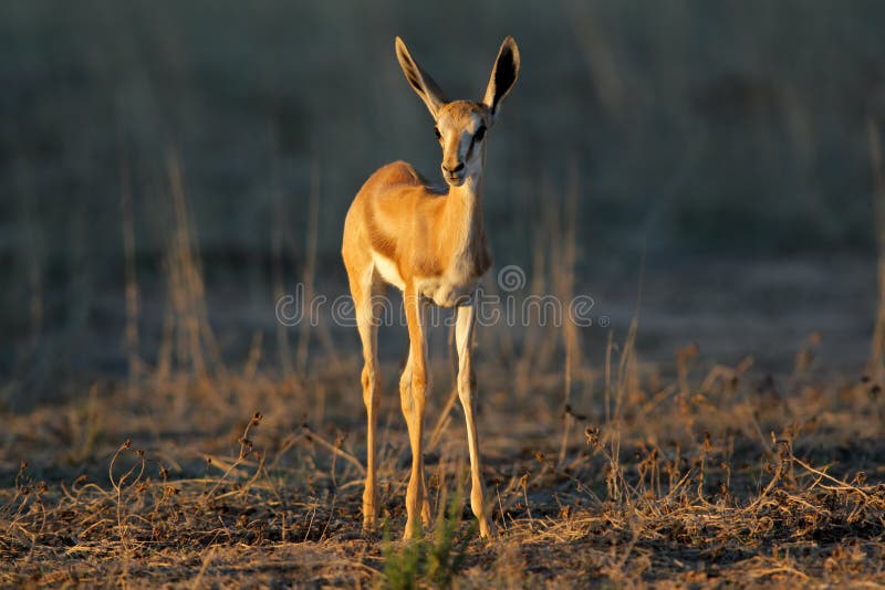 Springbok lamb stock photo. Image of africa, ears, mammal - 7495744