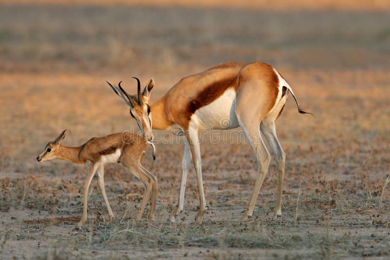 Group of Wild Springbok Gazelles Stock Photo - Image of africa, animal ...